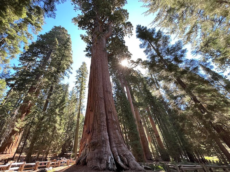 The World's Biggest Tree.